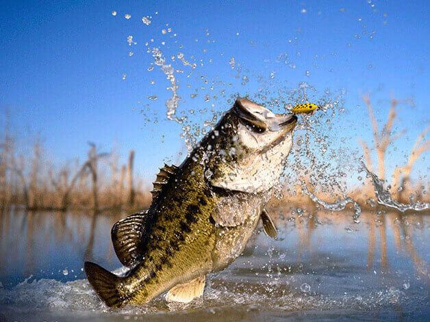 Top 5 Summer Bass Fishing Locations in the USA