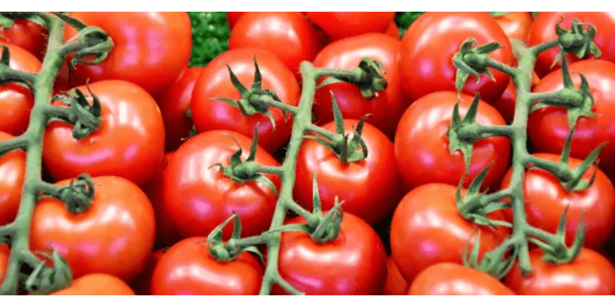 How to Grow and Care for Early Girl Tomatoes: Complete Guide