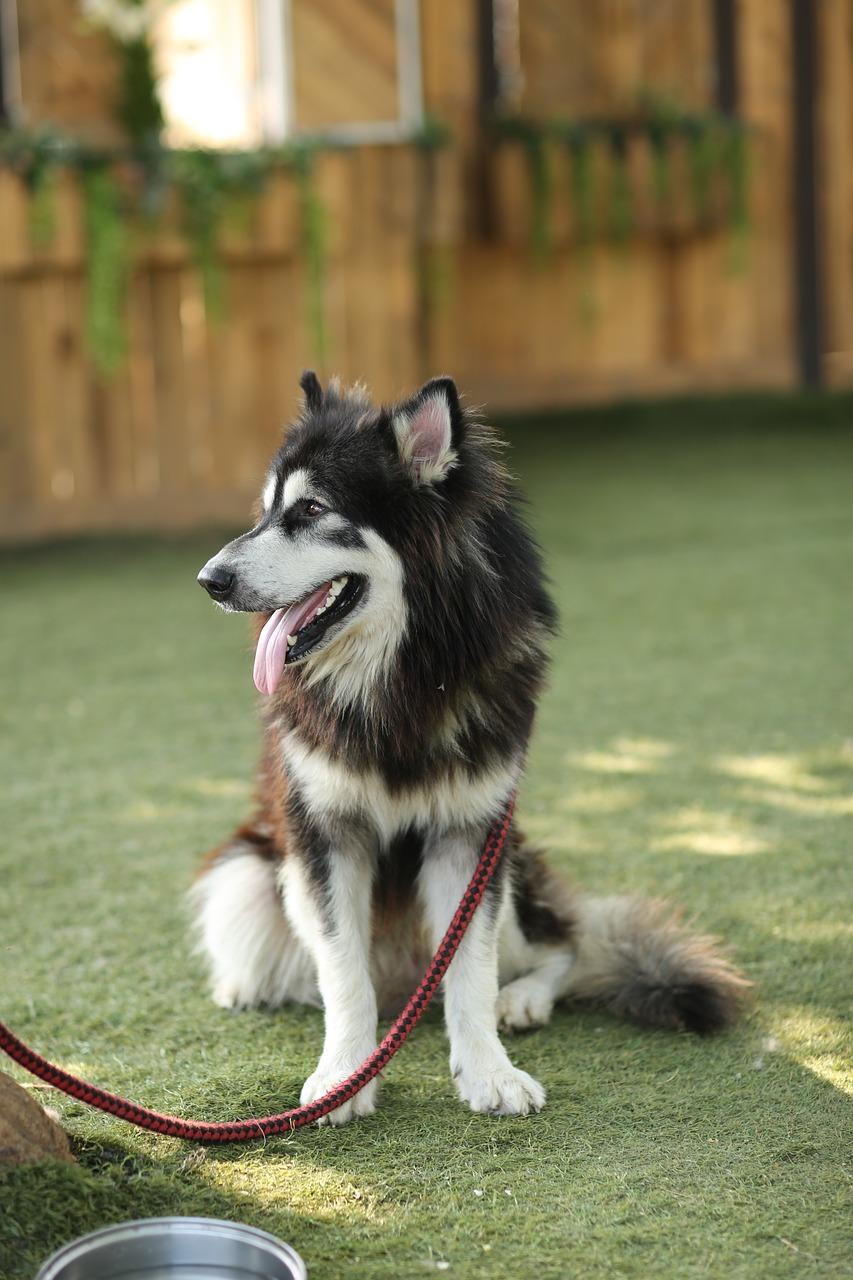 Essential Dog Products for Every Pet Owner | Top 10 List
