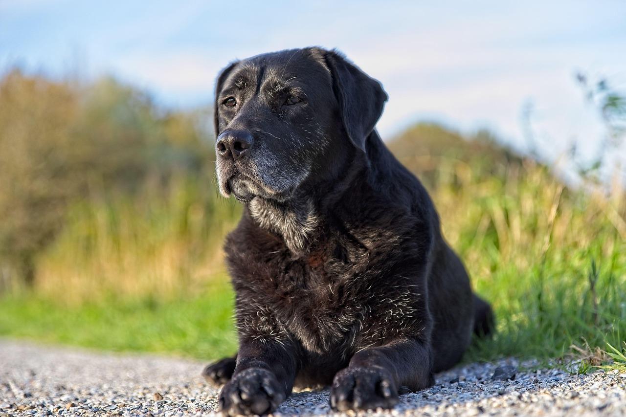 10 Signs Your Dog is Aging: Key Insights