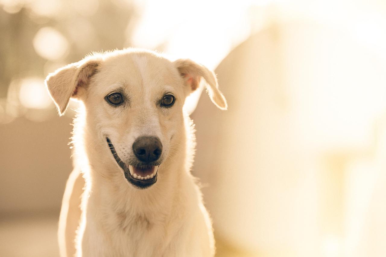 Boost Your Senior Dog's Life with Simple Tips