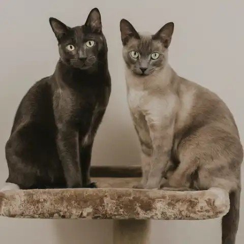 Introducing a new cat to your family