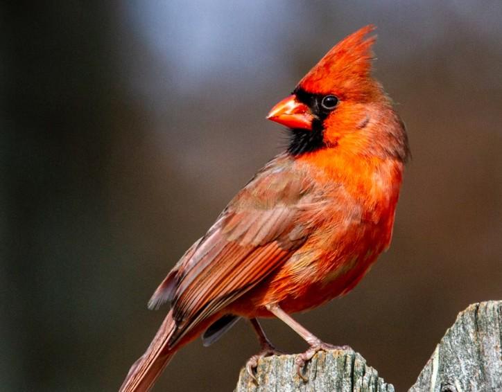 Meet the Beautiful Northern Cardinal