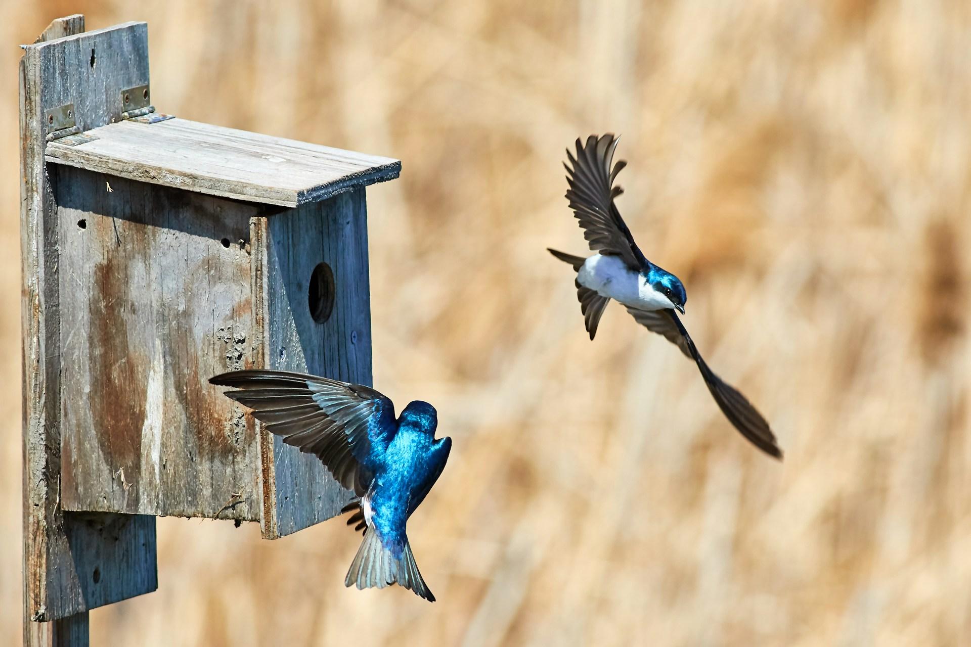 Birdhouse Types: The Best Types of Bird Houses for Every Backyard